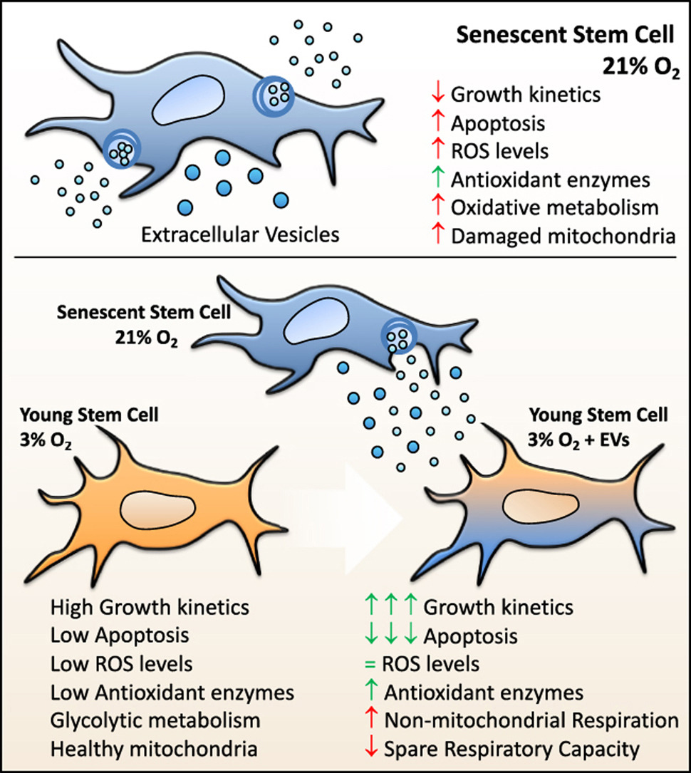 Senescent Stem Cell EVs Trigger Adaptive Mechanisms in Young Stem Cells ...