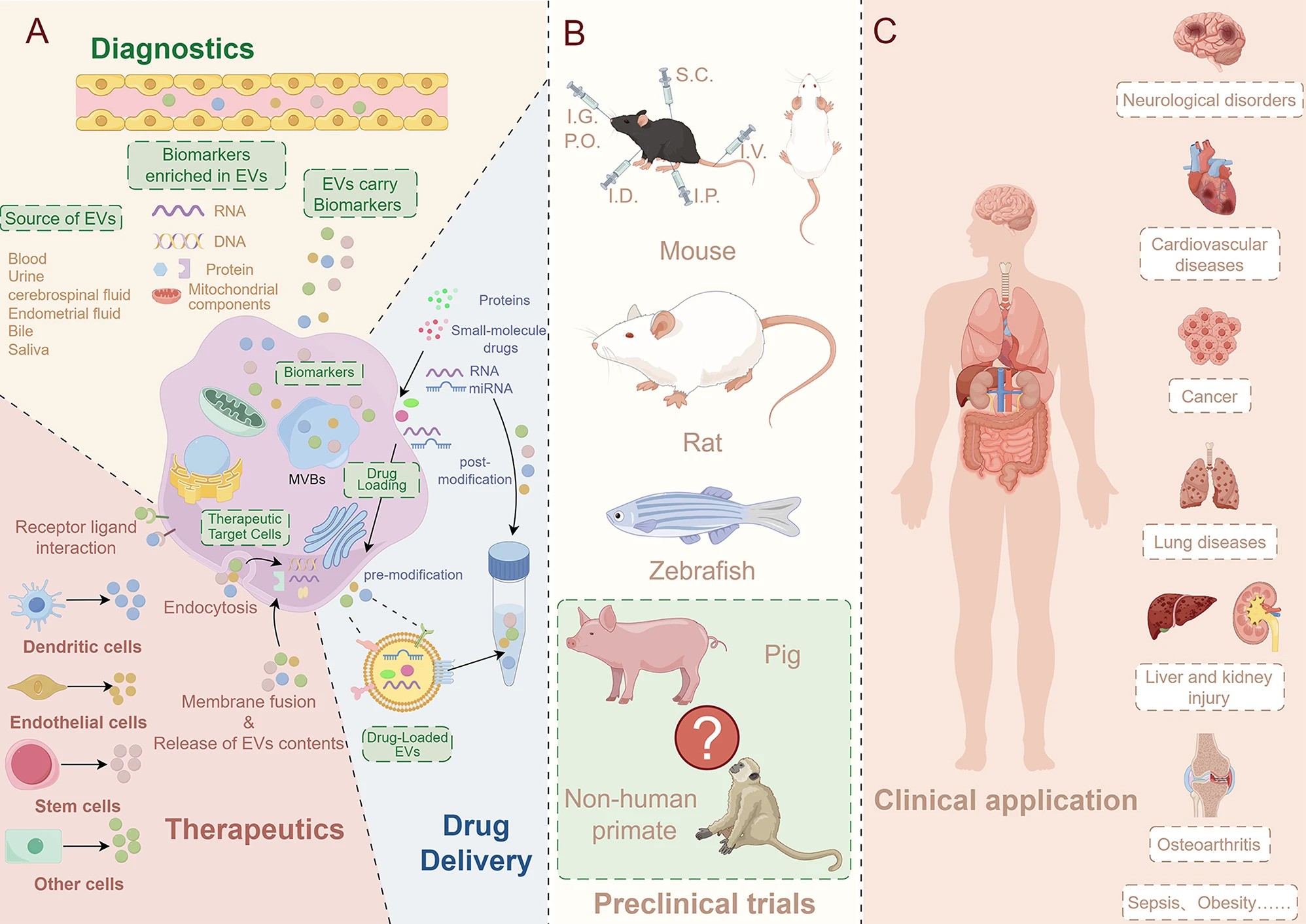 Tiny Messengers Big Impact Exosomes As Gatekeepers Of Mitochondrial 5517